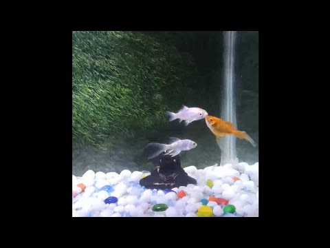 Koi carp milky white baby fish 🐠|Very active koi | aquarium decoration ...
