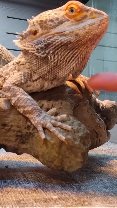 I Said Yes..#😭♥️🦎#beardie#reptiles #beardeddragon#yt#cuteanimals #shorts #reptiles - YouTube