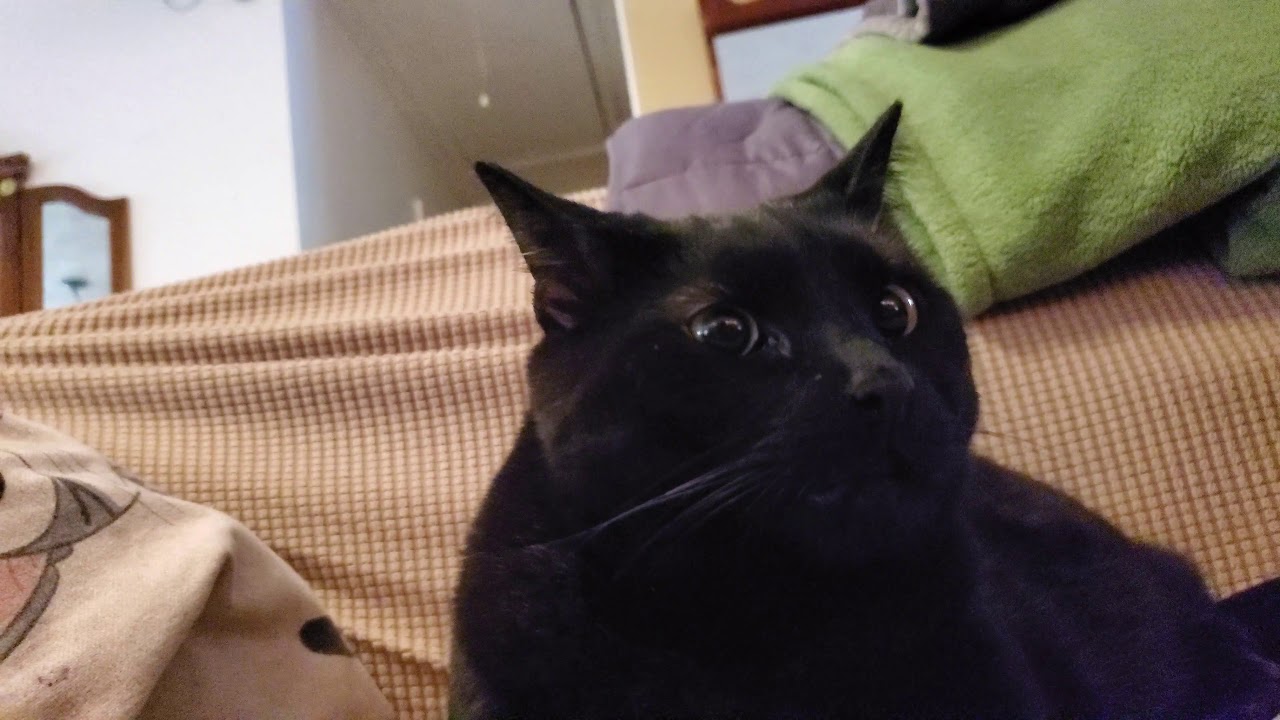 Cats tripping out to Pink Floyd - YouTube