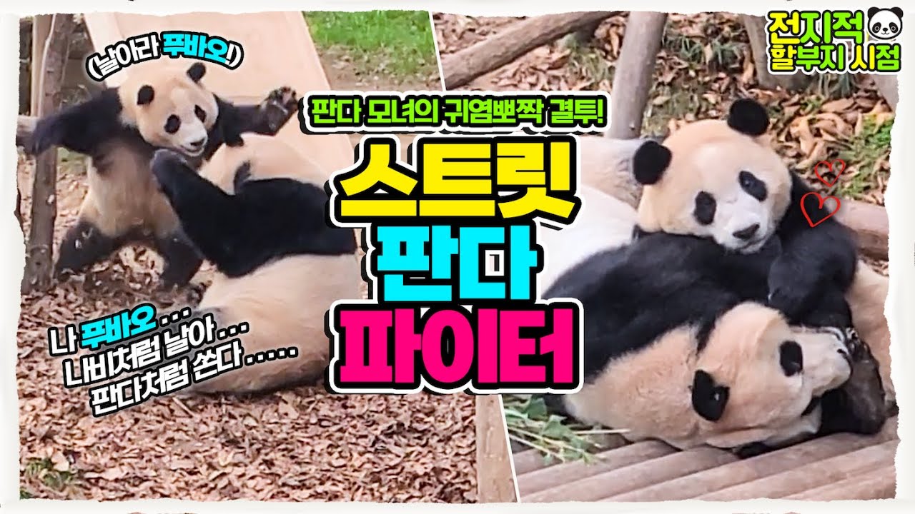 Sub 전지적 할부지 시점 Ep41 잘 봐 판다 둘 싸움이다 아이바오와 푸바오의 귀여운 스트릿 판다 파이터🔥│에버랜드 판다월드everland Panda