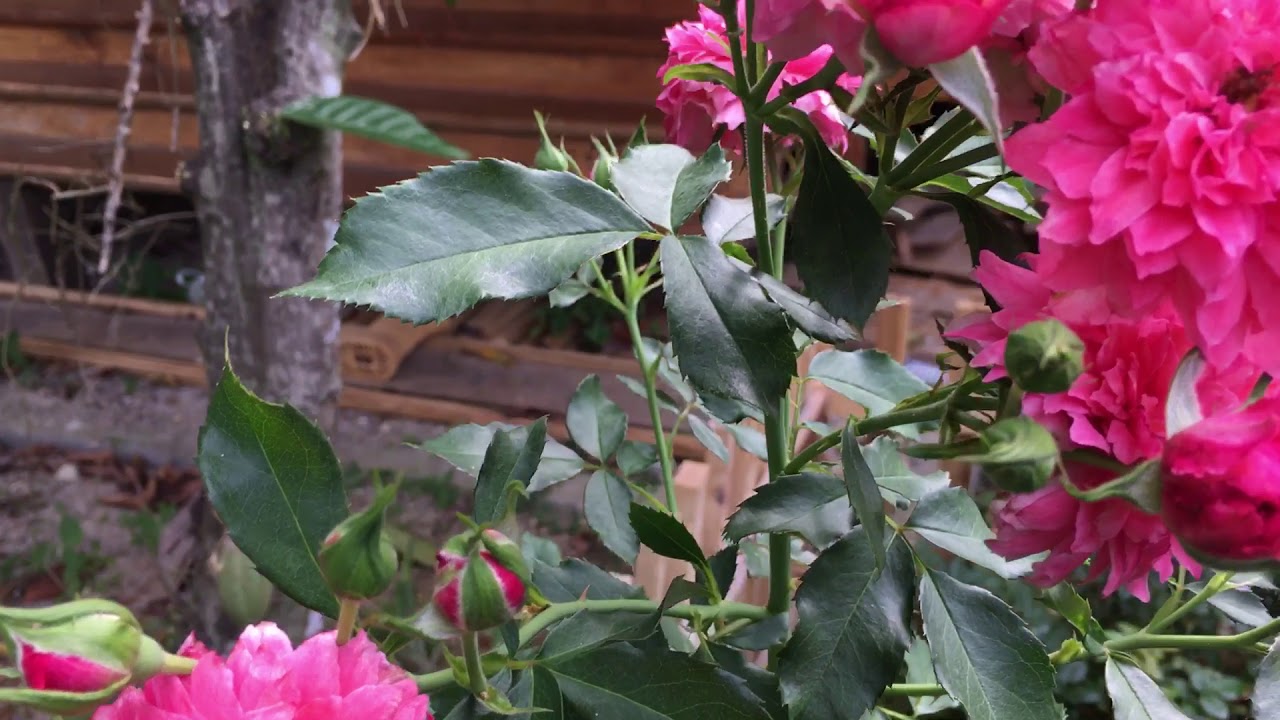 Rosarium. Uetersen rose - YouTube