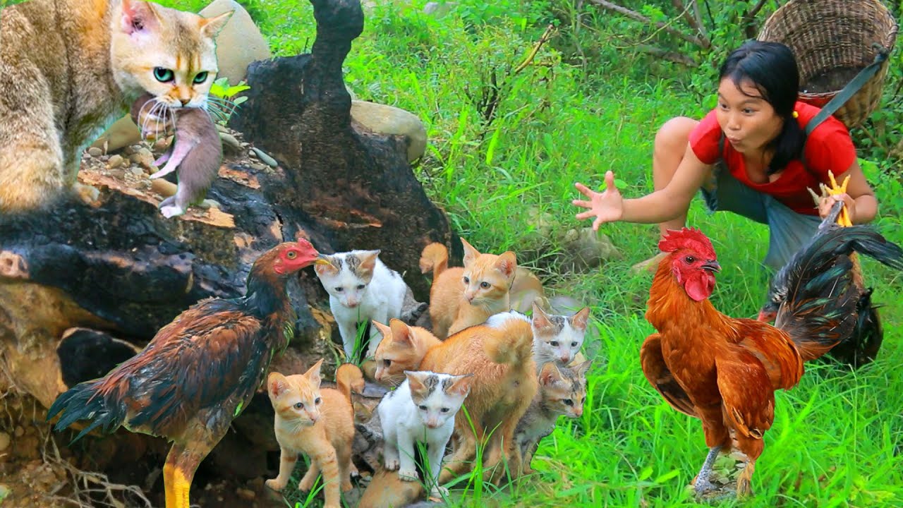 Woman helped baby Cat and Catch Chicken in forest & Fried Chicken for ...