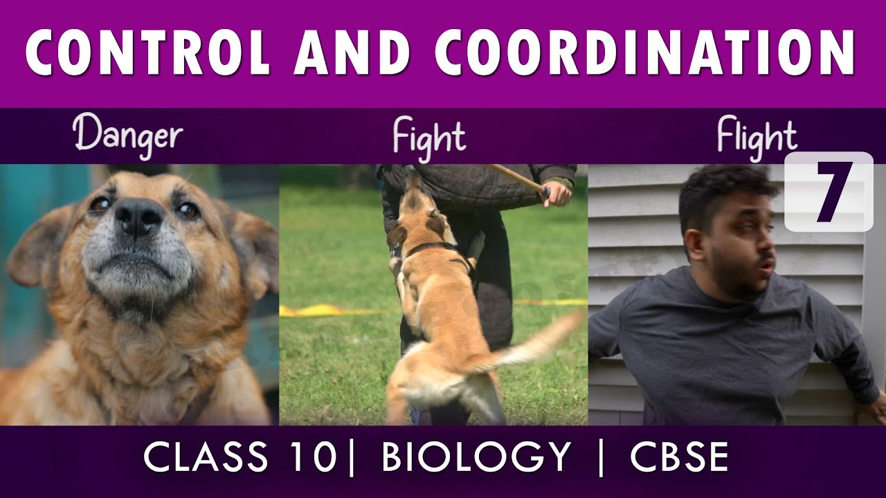 controlandcoordination 10th Biology CBSE NCERT Class 10 Science controlandcoordination-10th-biology-cbse-ncert-class-10-science
