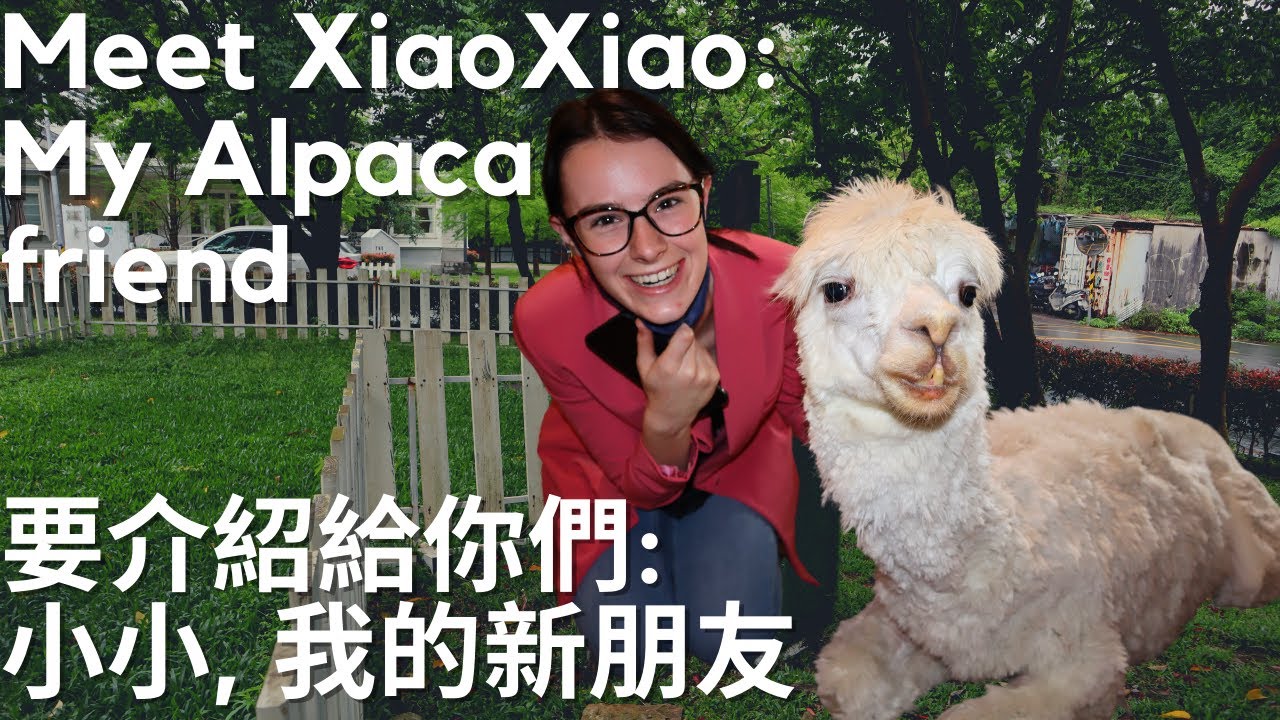 Taipei's Coolest Restaurant Has Alpaca's?! - YouTube