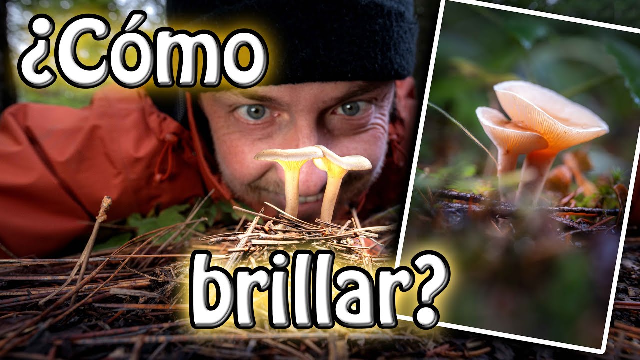 Tutorial. ¿Cómo hacer el efecto de brillo en fotos? - YouTube