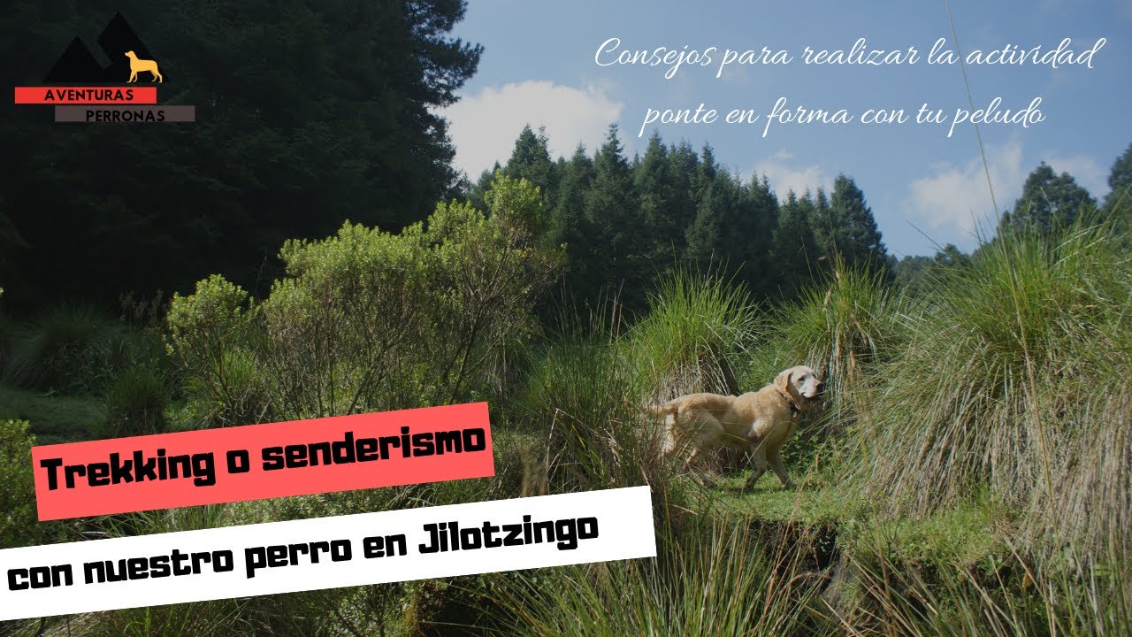 Trekking o senderismo con perros. - YouTube