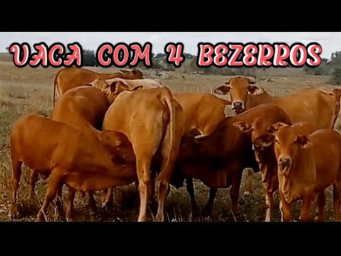 VISITA A PROPRIEDADE DE GADO SINDI | VACA AMAMENTANDO 4 BEZERROS DE UMA ...