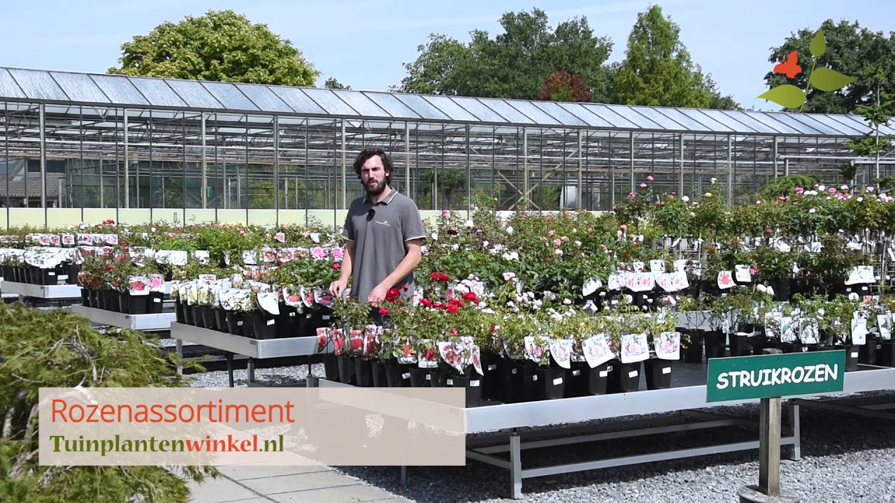 Rozenstruiken en klimrozen bij Tuinplantenwinkel.nl - YouTube