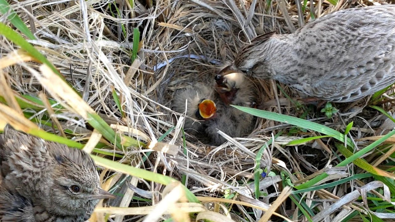 Life Of Little Grounded Birds and Their Babies In The Nest || Tougher ...