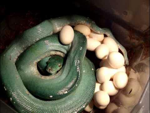 Green Tree Python **Big News** Chondro Laying EGGS! Way to go Medusa ...