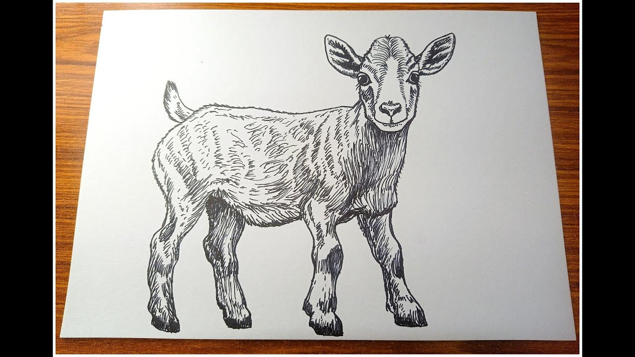 How to draw a baby goat. Easy baby goat drawing tutorial. - YouTube