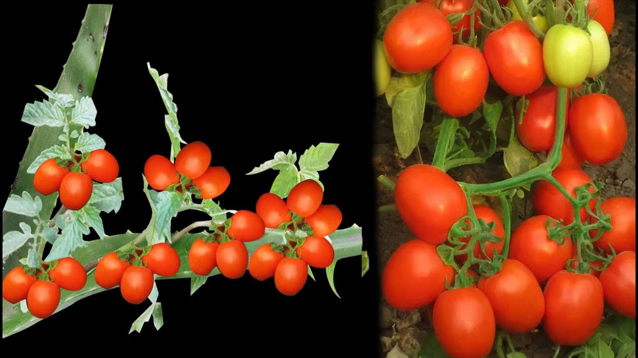 🍅how to grow tomato tree from tomato || grow tomatoes at home - YouTube