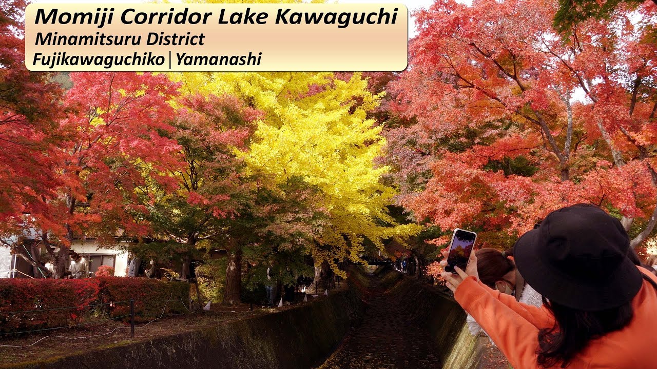 Momiji Corridor Lake Kawaguchi - Fujikawaguchiko City - YouTube