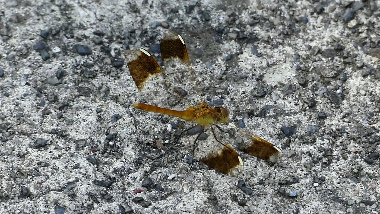 Japanese Banded Darter Dragonfly in the Shade Takes Obelisk Posture ...