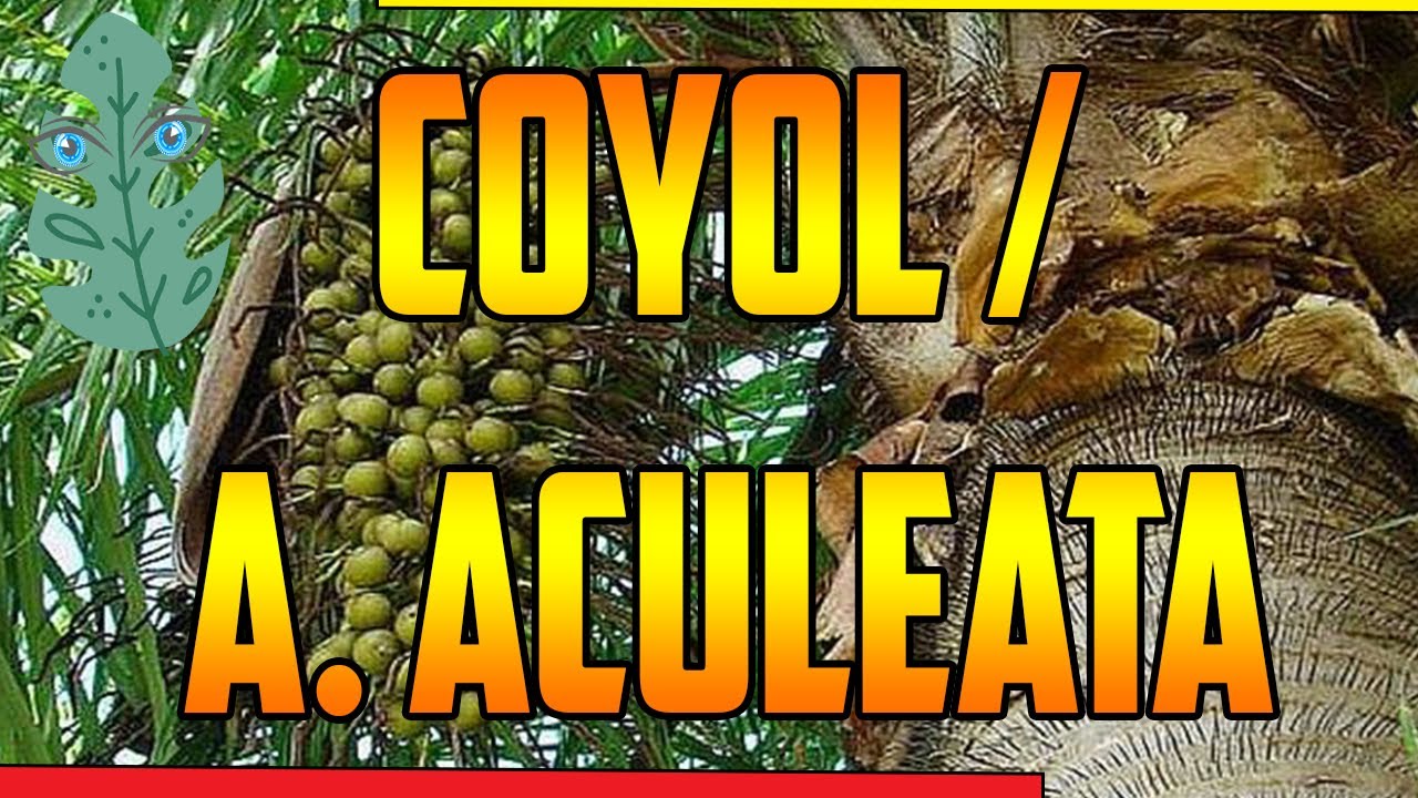 🌿 PARA QUE SIRVE Cocoyol 🌿 Acrocomia aculeata 🌿La verdad de sus COYOL 🌿 ...