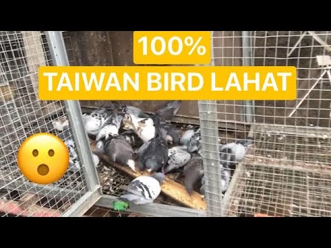 Butas na bulsa ko sa dami ng TAIWAN BIRD KO - YouTube