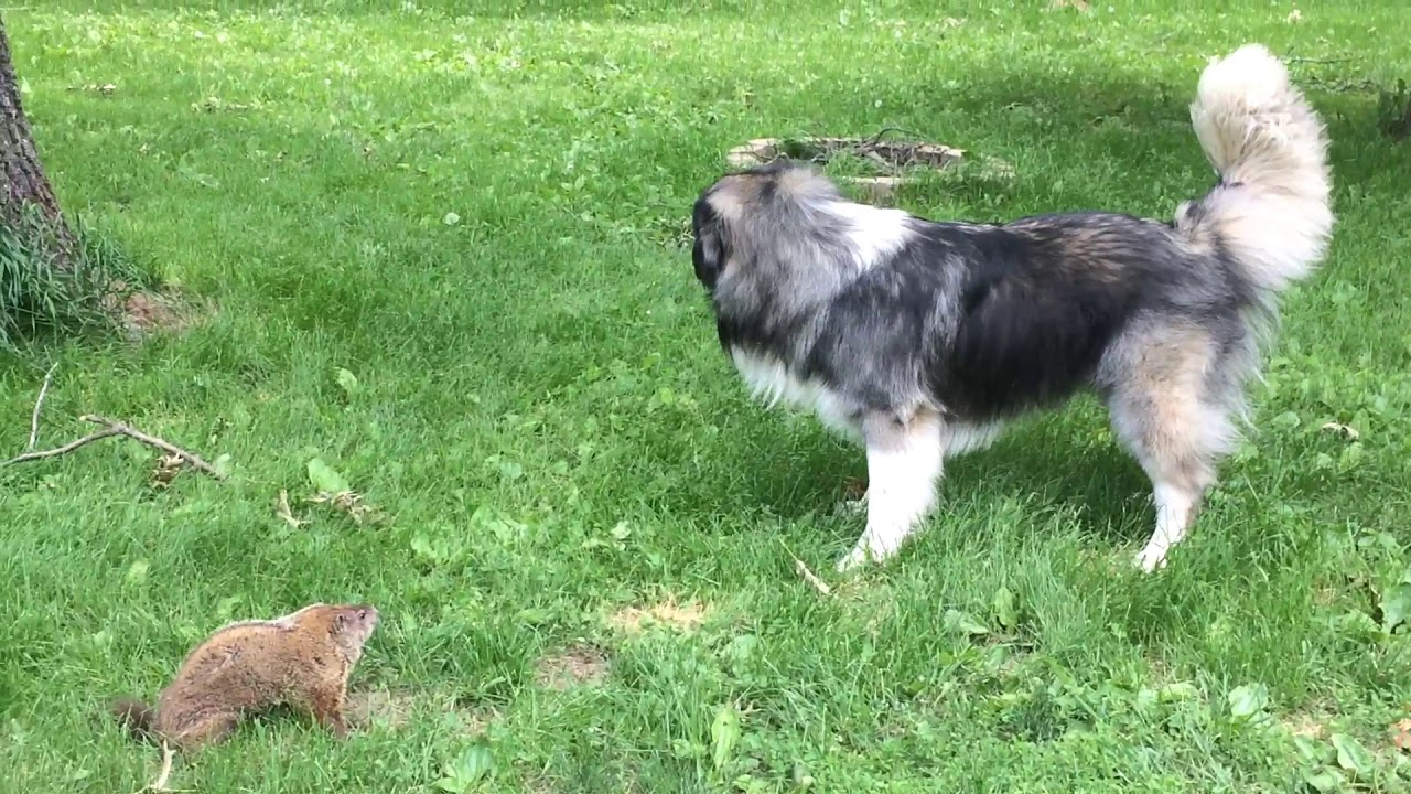 Caucasian Shepherd Dog Cujo vs Groundhog - YouTube