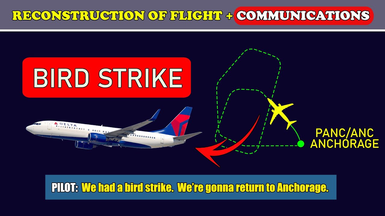 BIRD STRIKE after departure and RETURN back | Delta Boeing 737-900 ...