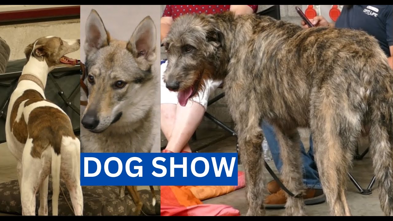 Dog show moments - Sheepdogs and Sighthounds (Group 1 and 10) - YouTube