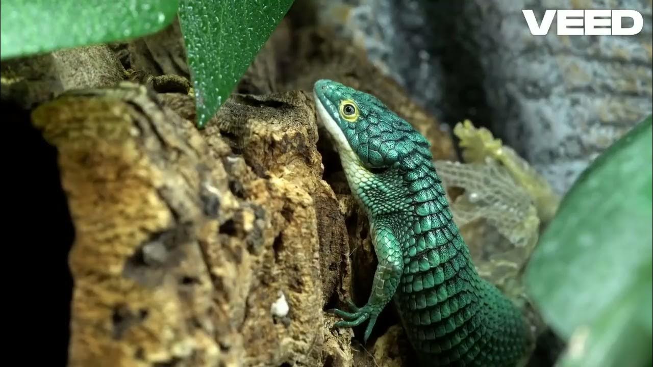 Fascinating Snake Facts Diverse Diets, Unique Movement - YouTube