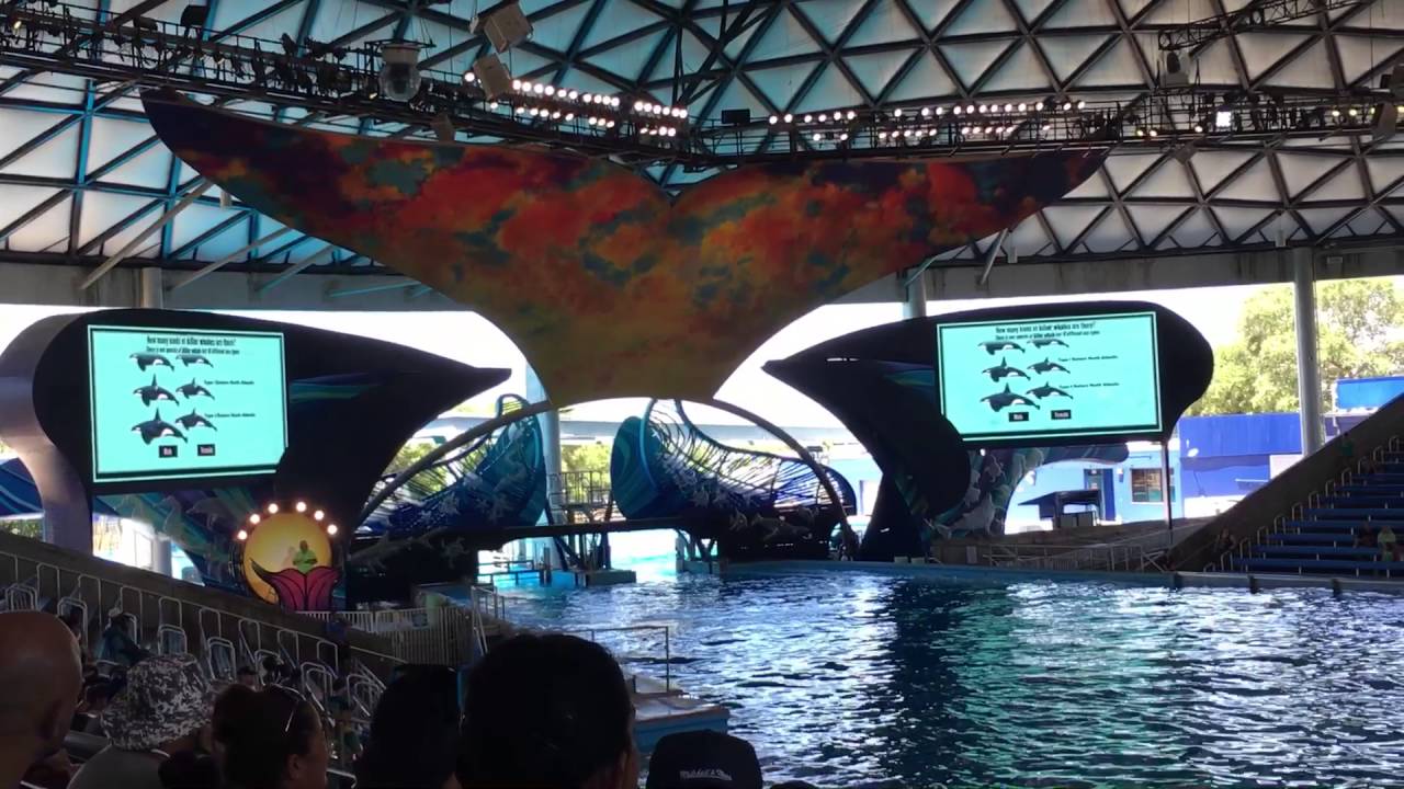 SeaWorld Texas Killer Whales Up Close : Ky and Tuar - YouTube