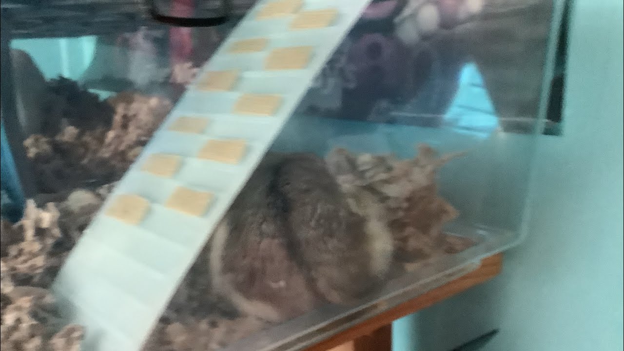 Goofy ah hamster eats Pokémon card - YouTube