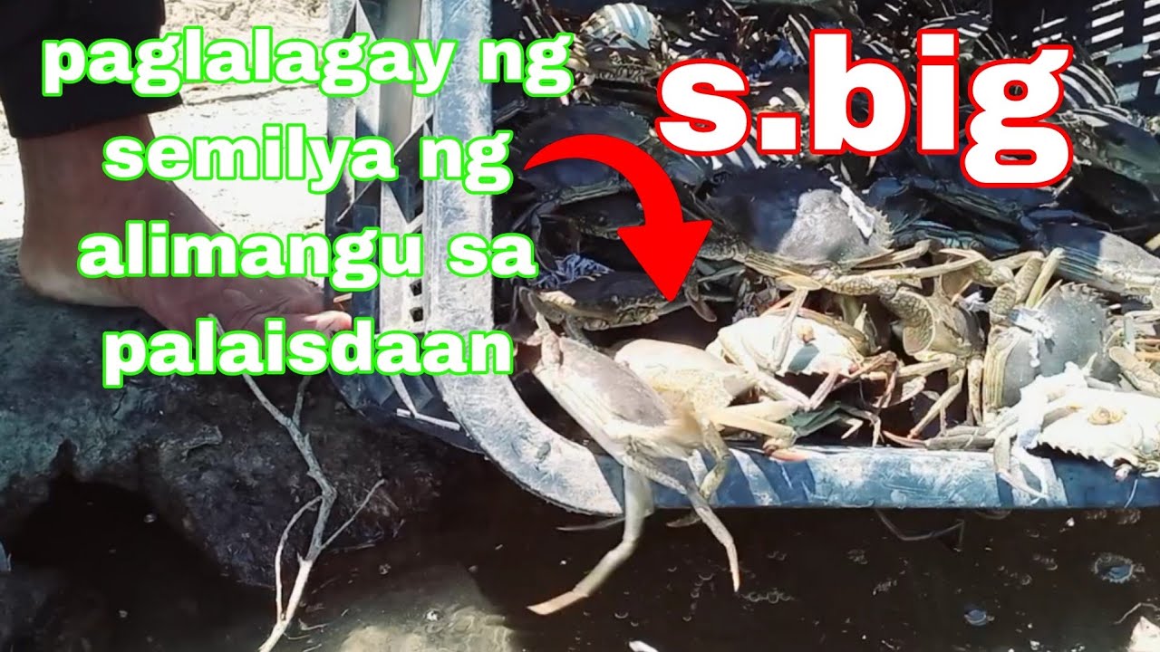 Paglalagay ng semilya ng alimangu sa palaisdaan - YouTube