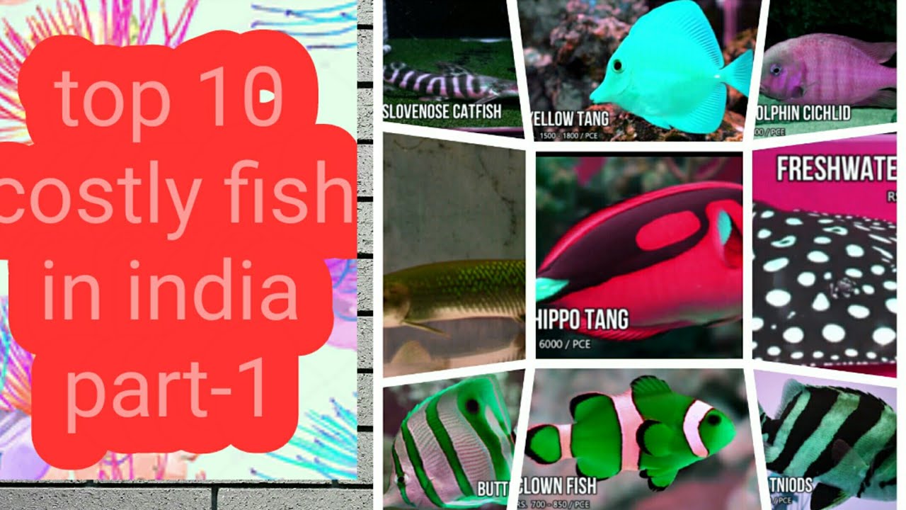 Top 10 costly fish in india part-1 - YouTube