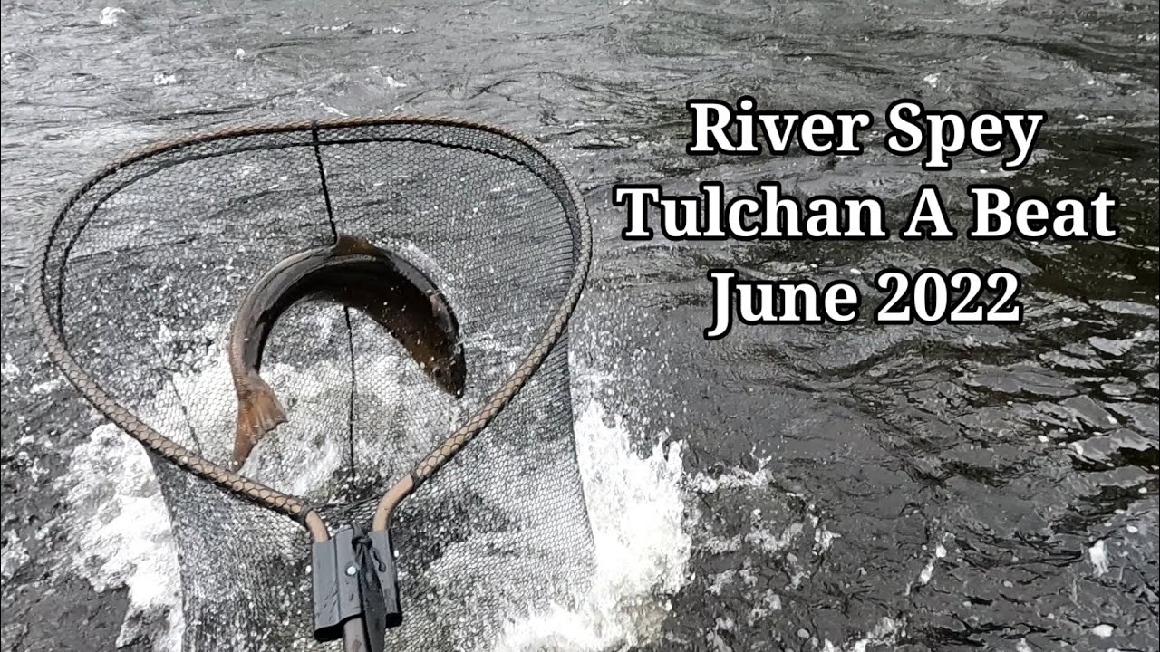 Salmon Fishing River Spey Tulchan A Beat June 2022 - YouTube