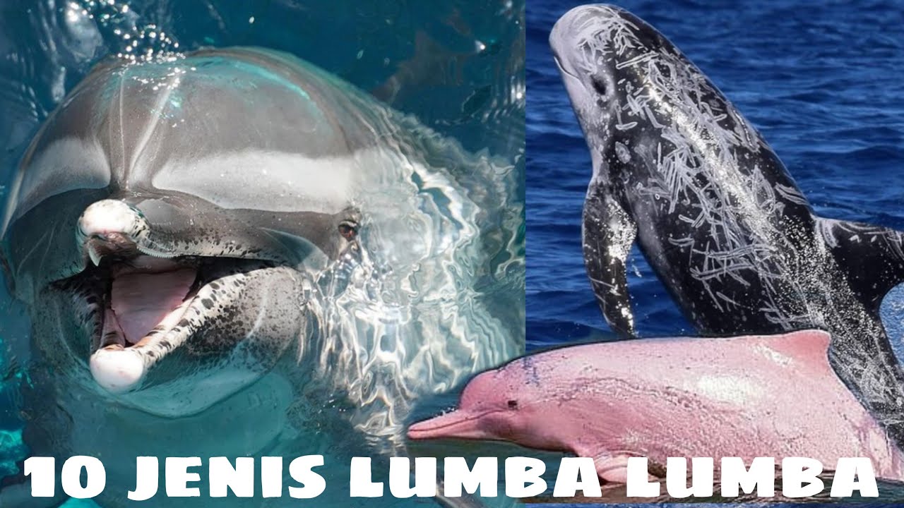 10 JENIS LUMBA LUMBA DIDUNIA PART 1 - YouTube