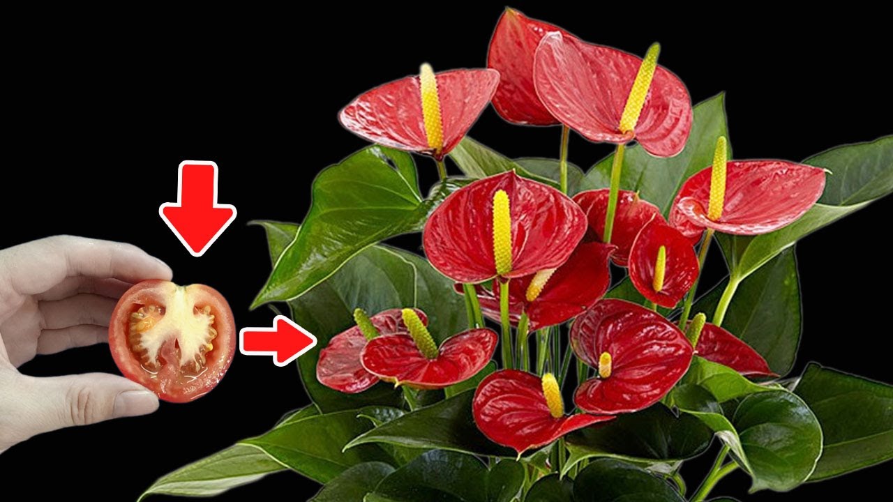 Use tomatoes now! Anthurium root rot, grows new roots and blooms all ...