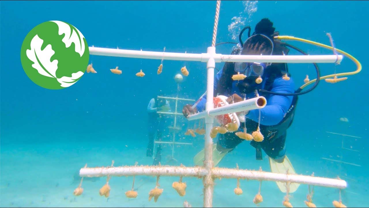Raising Coral Babies – How the Next Generation is Bringing New Life to ...