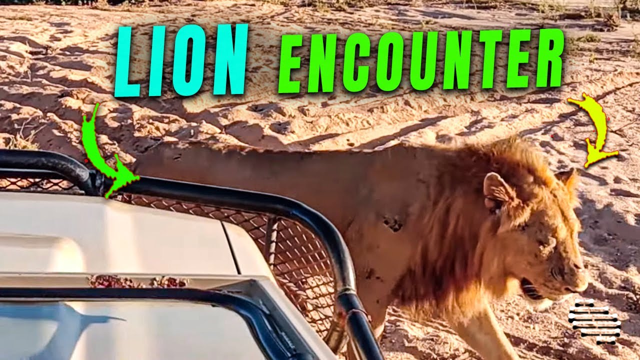 Close Encounter With Lion During Safari - YouTube