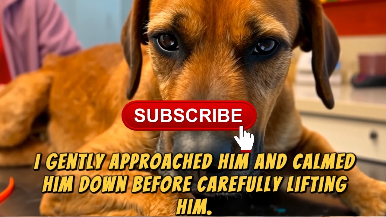Rescuing a Dog: A Heartwarming Journey to Save a Life | saving furry ...