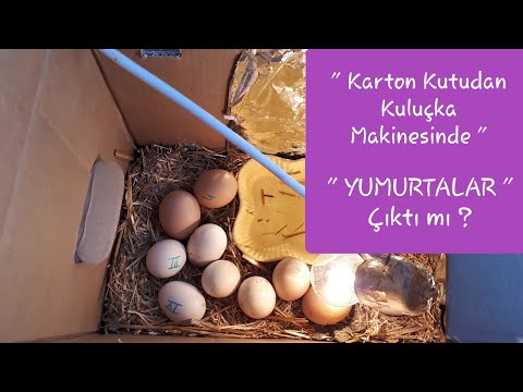 KARTON KUTU KULUÇKA MAKİNASINDA ÇIKIMLARIMIZ OLDU MU?