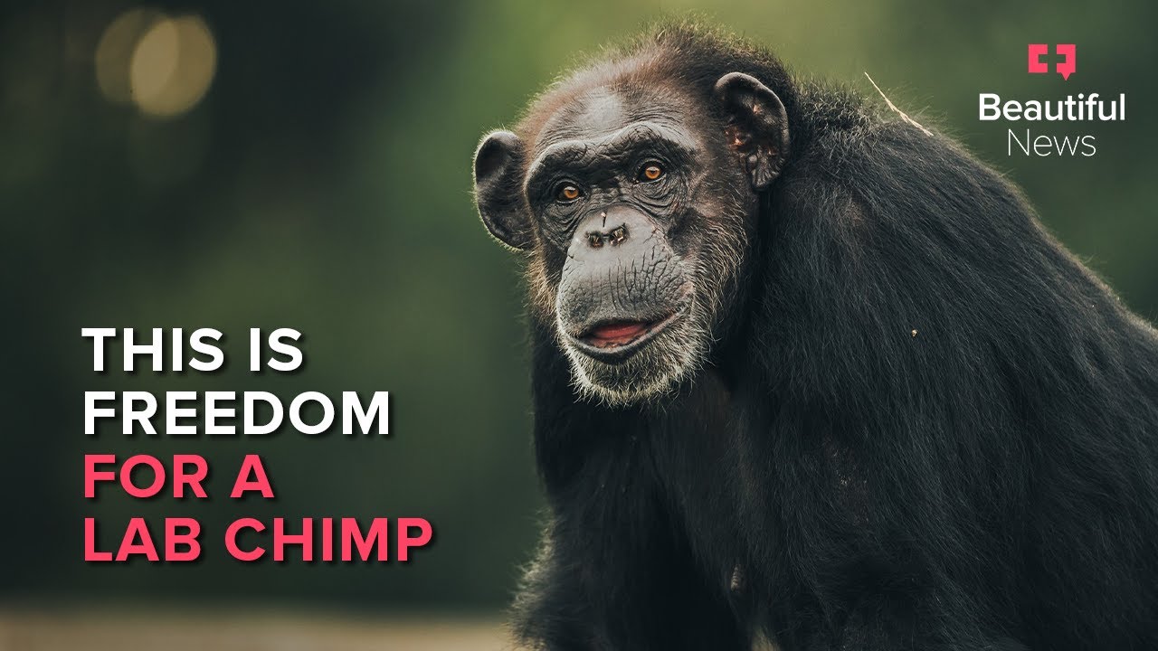 Chimpanzee No 'Hippie Ape': Bonobos Are Often Aggressive, Study Finds