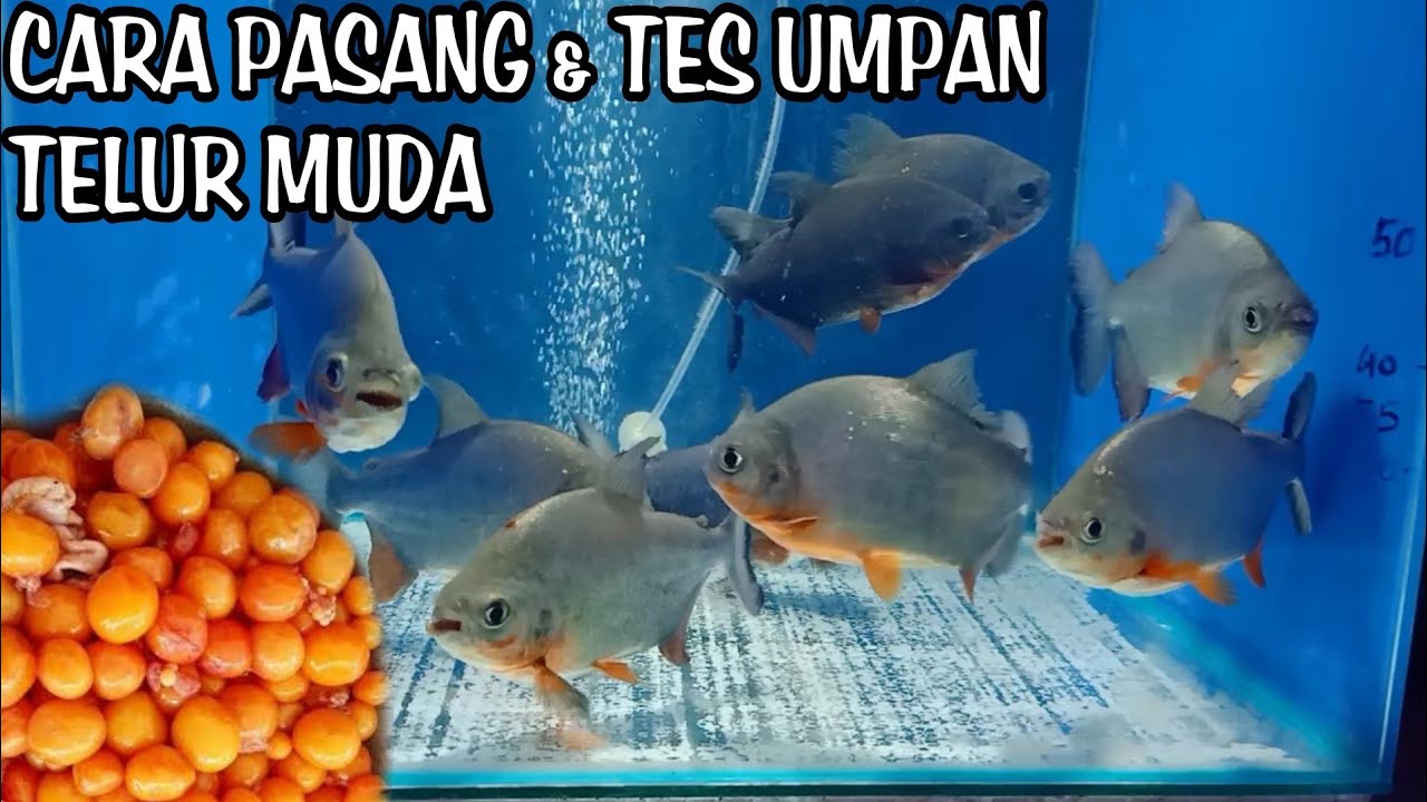 CARA PASANG UMPAN TELUR MUDA / URITAN UNTUK MANCING IKAN BAWAL - YouTube