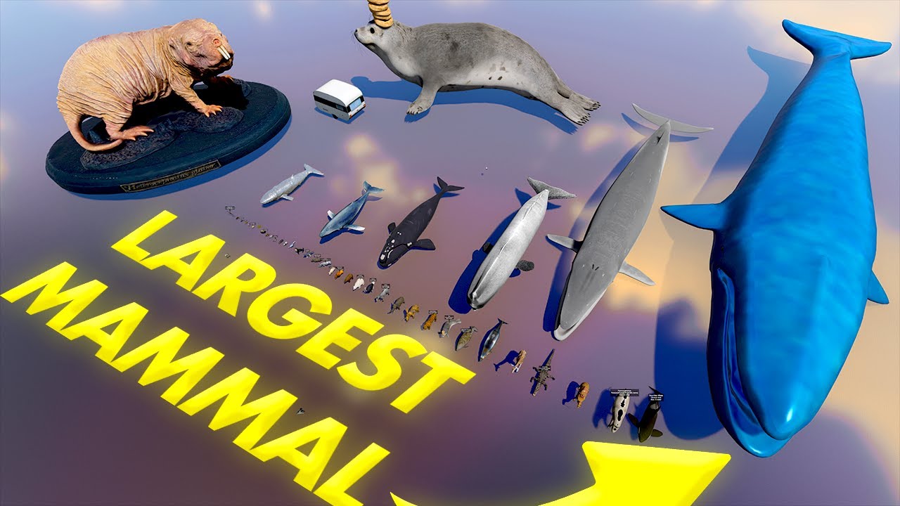Mammal Size Comparison | 3D Animation - YouTube