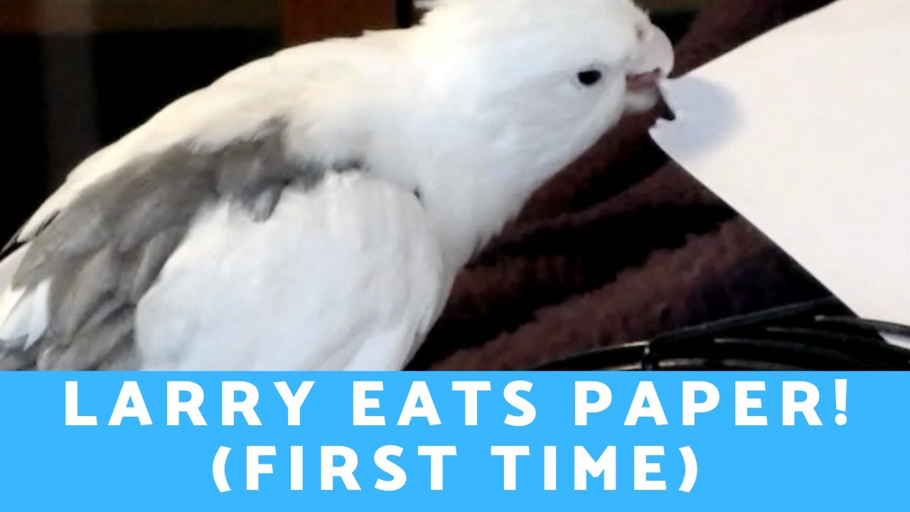 LARRY TRIES PAPER! *FIRST TIME* | LARRY EPISODE 1 - YouTube