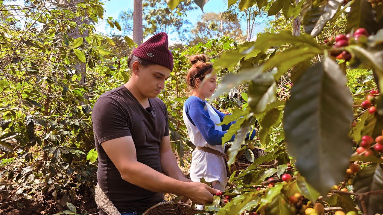 ¿Cuánto se gana cortando café en EL SALVADOR? - YouTube