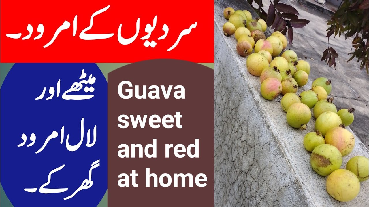 Winter Gava at home. Guava sweet and red. Gar ki Amrood. Guava plant ...
