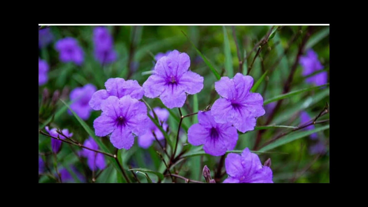 Ootha Ootha Poo - YouTube