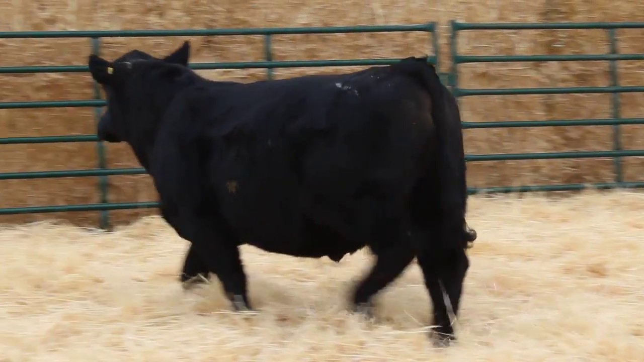 Emmons Ranch SimAngus - Lot #11 - E354 - YouTube