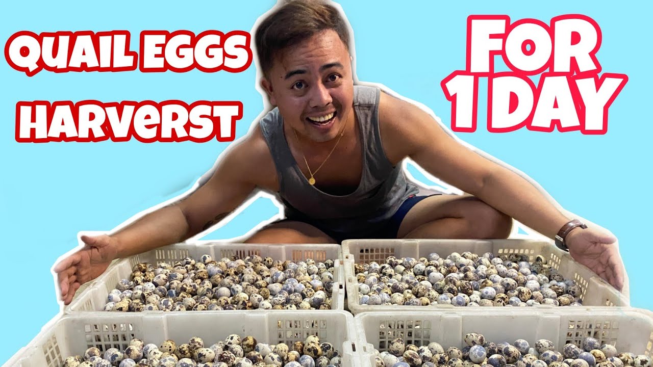 PUGO FARM EGGS HARVEST FOR A DAY - YouTube