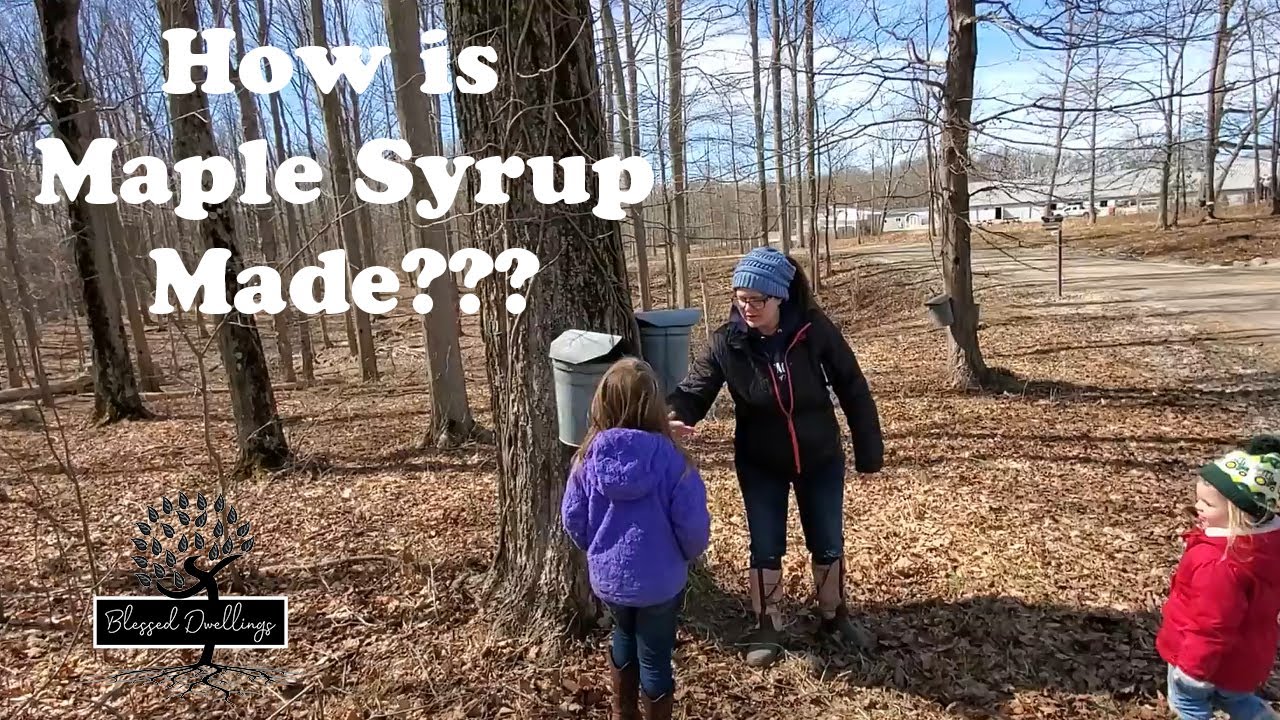 It's Maple Syrup Time - Learning how to Tap Maple Trees - Drinking Sap ...
