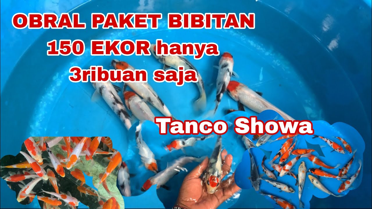 OBRAL PAKET SUPER QUALITY TANCO SHOWA hanya 3k sampai 50k saja ‼️ - YouTube