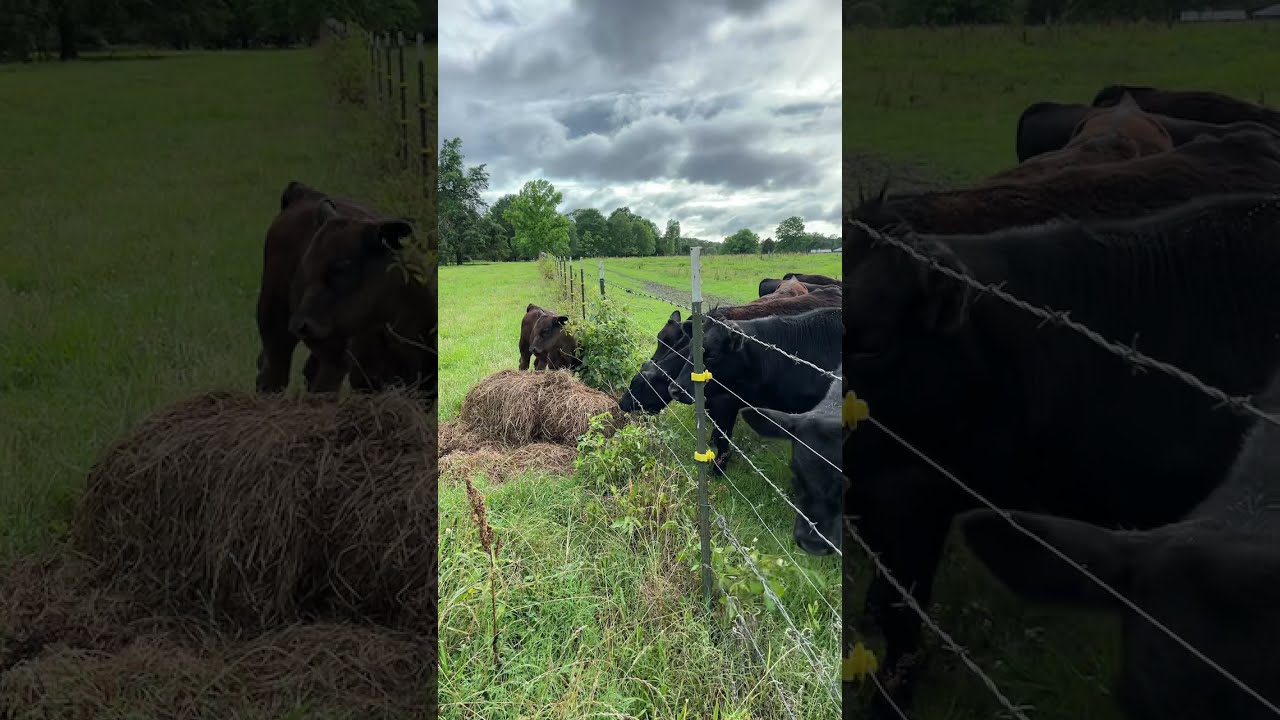 Cows and bulls being friendly with each other. Moo. - YouTube
