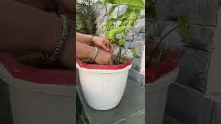 Syngonium Plant Repotting after 1-year #bestindoorplants #shorts #92