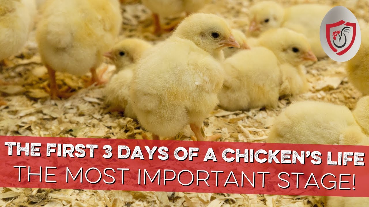 THE FIRST 3 DAYS of a Chicken's Life are THE MOST IMPORTANT - Give Them ...