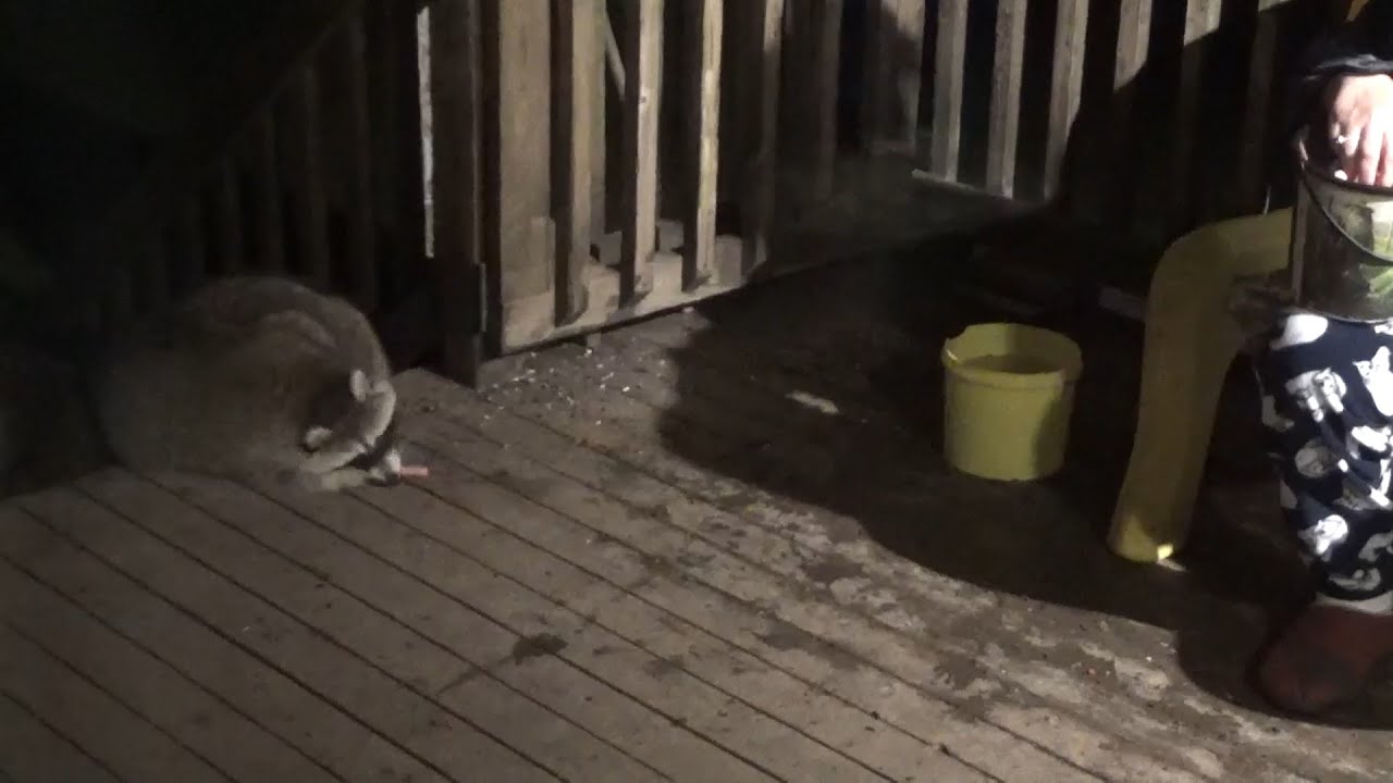 DEC 1st - The Friday Night Five comes for a meal - YouTube